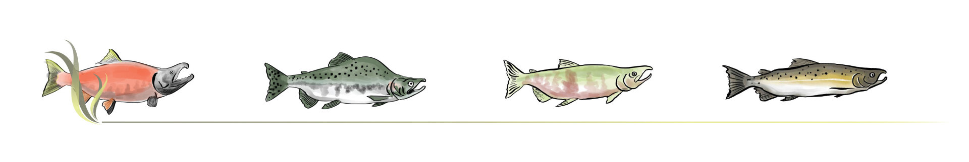 National Indigenous Fisheries Institute